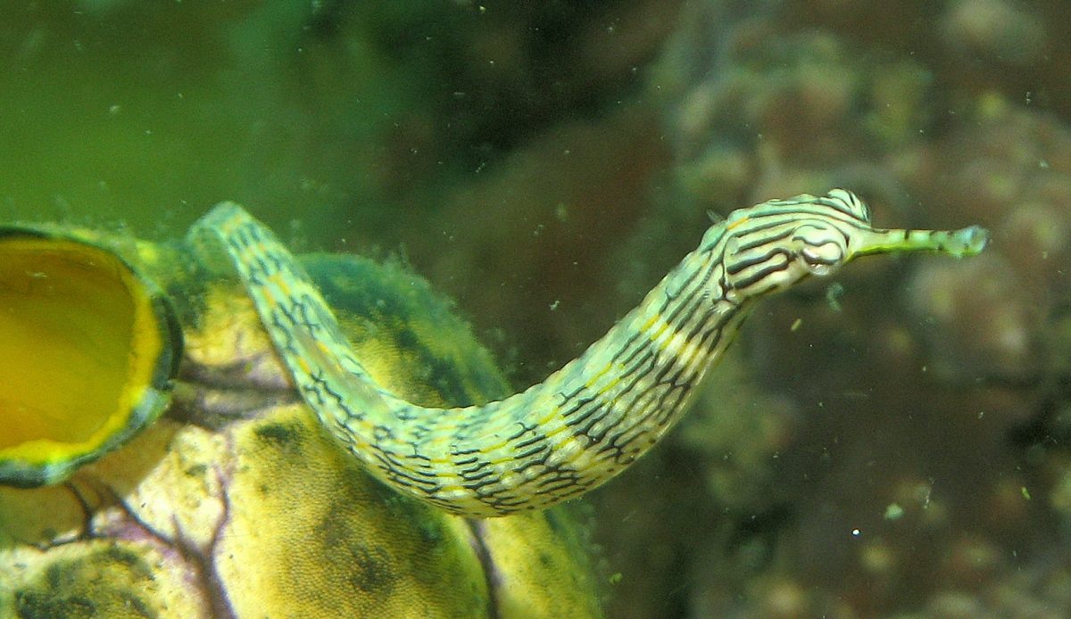 PIPEFISH: THE ULTIMATE CARE, DIET, HABITAT AND SPECIES GUIDE | FISH ...