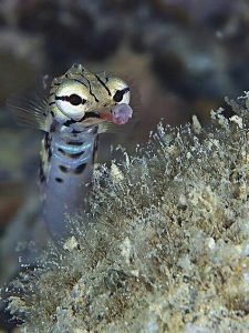 PIPEFISH: THE ULTIMATE CARE, DIET, HABITAT AND SPECIES GUIDE | FISH ...