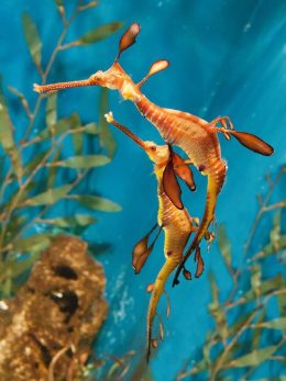 PIPEFISH: THE ULTIMATE CARE, DIET, HABITAT AND SPECIES GUIDE | FISH ...
