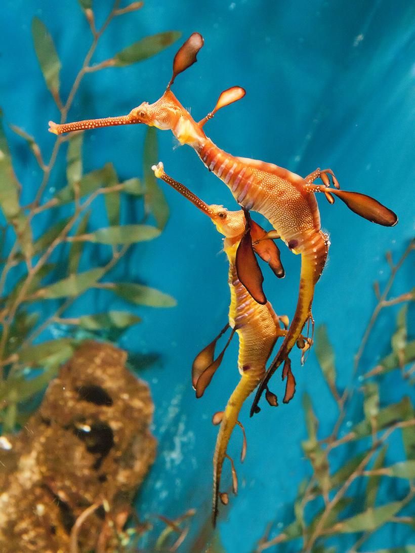 PIPEFISH: THE ULTIMATE CARE, DIET, HABITAT AND SPECIES GUIDE | FISH ...
